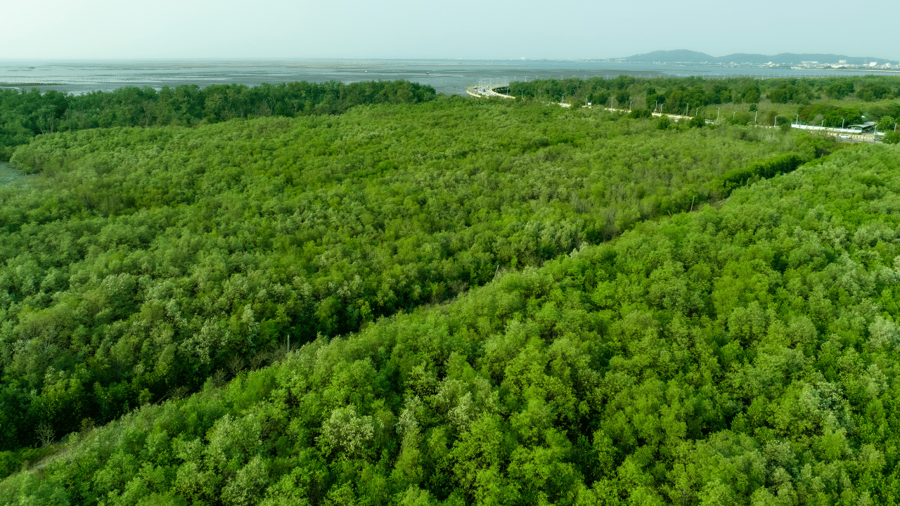 Shell’s Net Zero Strategy: Is their plan to offset its carbon footprint ...